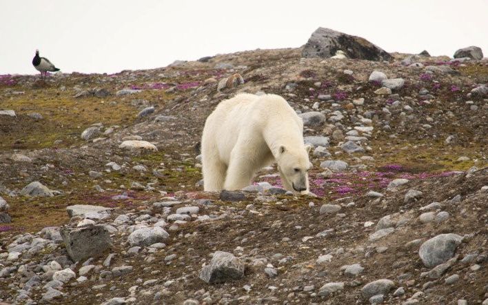 Maarten Loonen doet klimaatonderzoek op Spitsbergen tussen de ijsberen