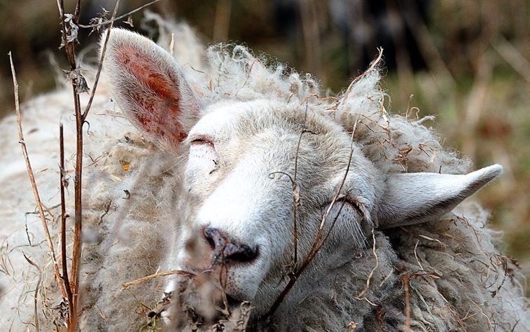 Woest schaap doodt 94-jarige man
