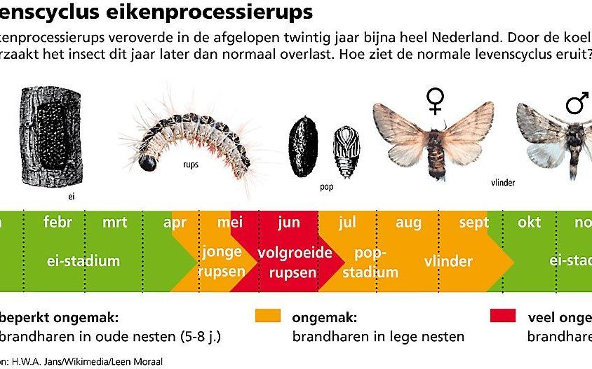 Eikenprocessierups vaart wel bij eikensnelweg