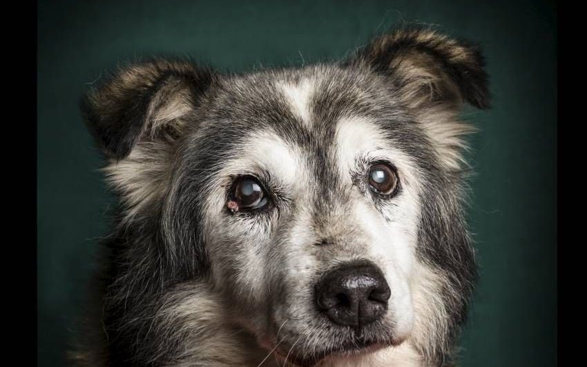 Dierbare portretten, foto’s van oude honden