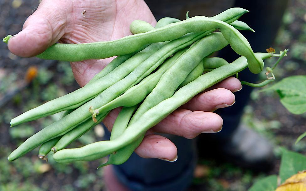 Sperzieboon blijft populaire groente