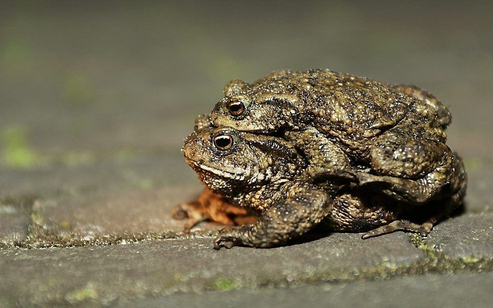Acties om padden over te zetten van start