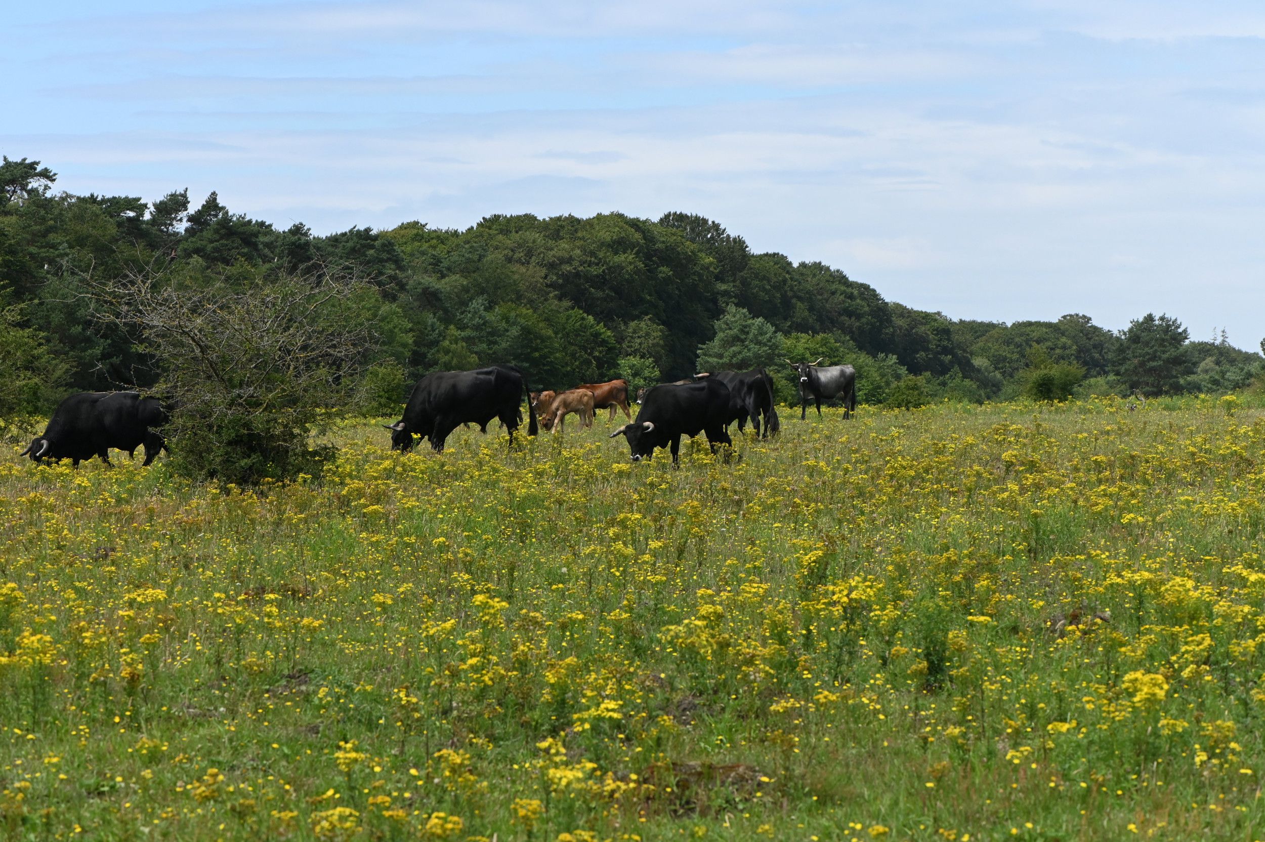 Wilde natuur laten terugkeren in Nederland? Volgens ecoloog Liesbeth ...