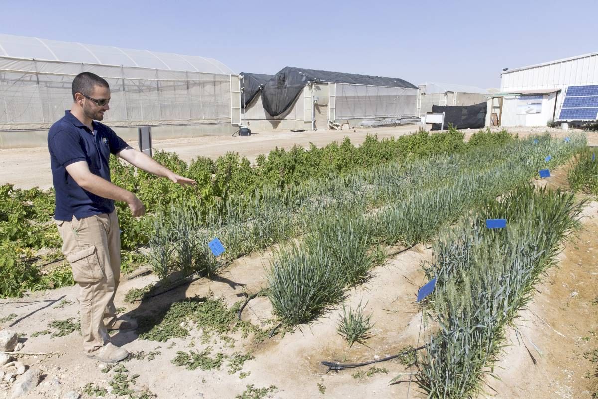Woestijn zal bloeien als een roos