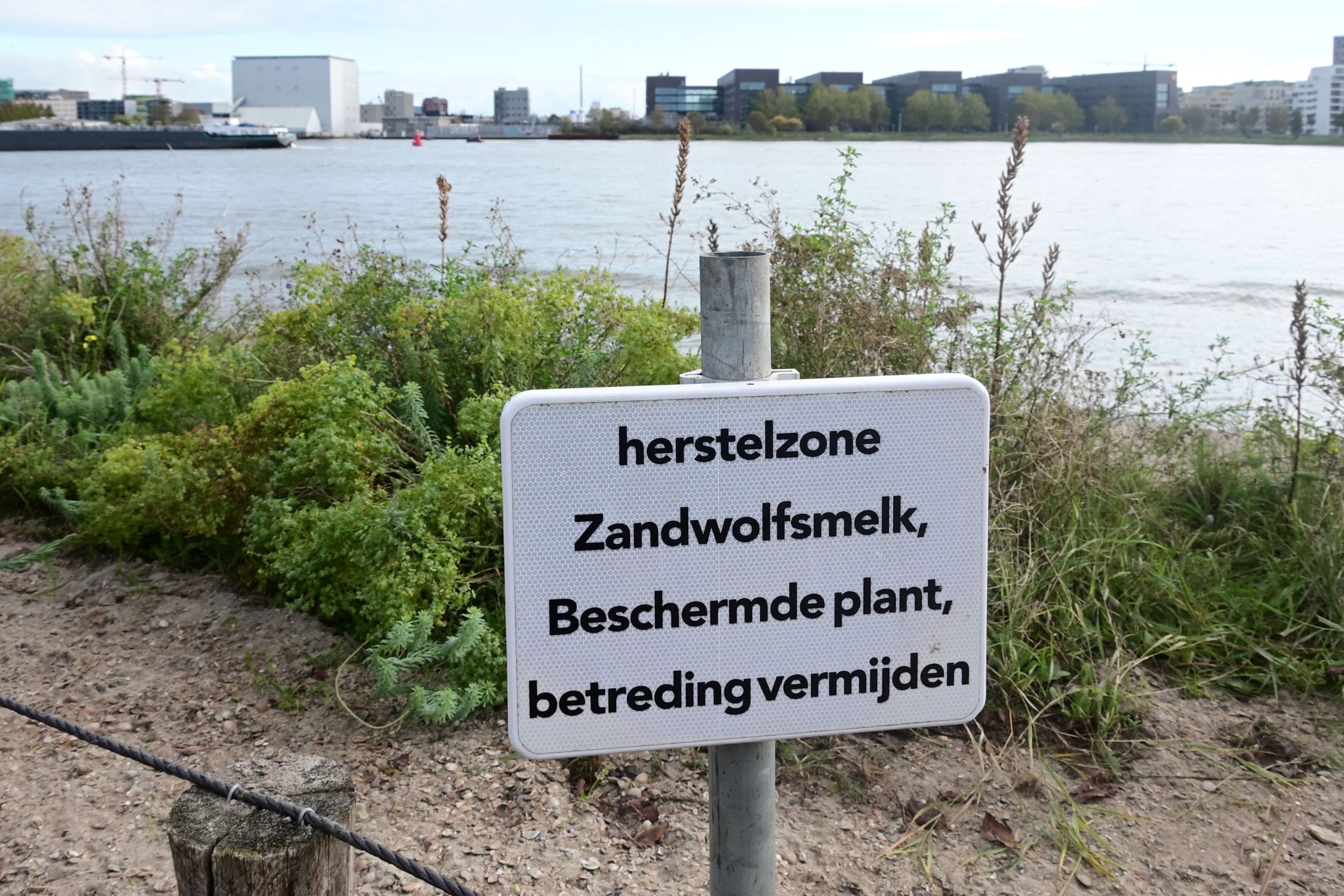 Stadsecoloog Ton Denters vindt elk jaar nieuwe plantensoorten in Amsterdam
