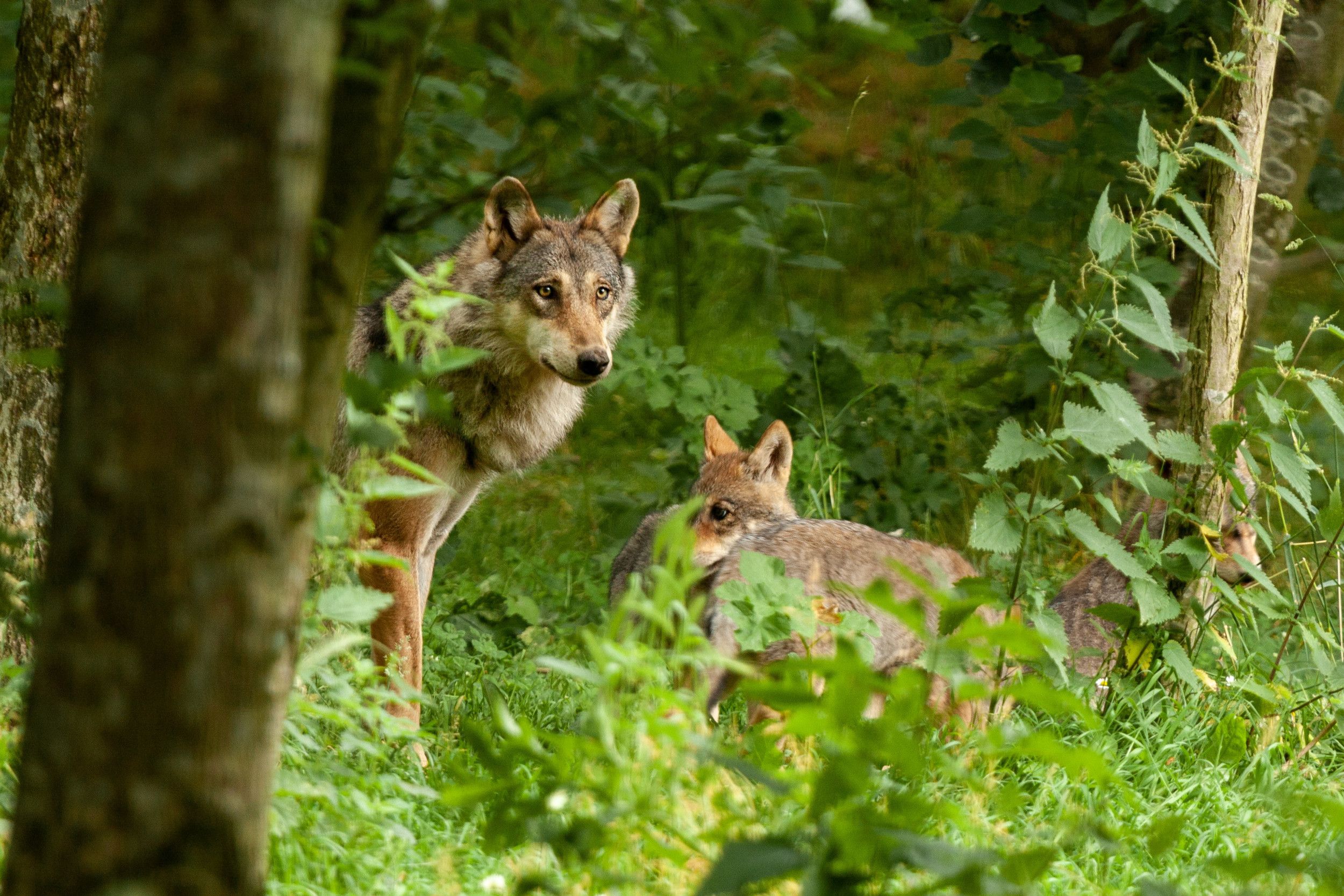 Veluwse boeren en jagers stropen ongehinderd wolven, stellen ...
