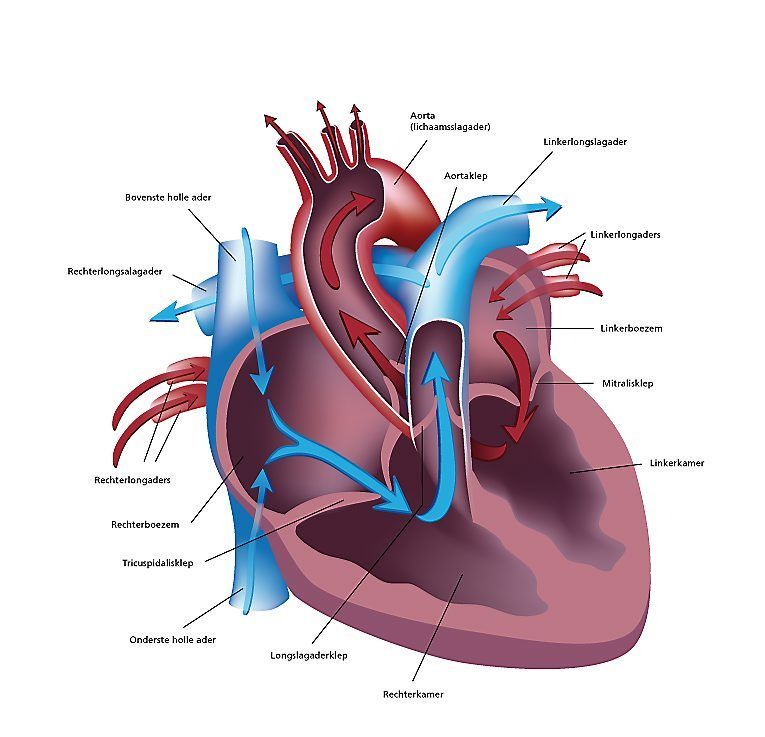 Hartklep van kunstvezel Dyneema Purity